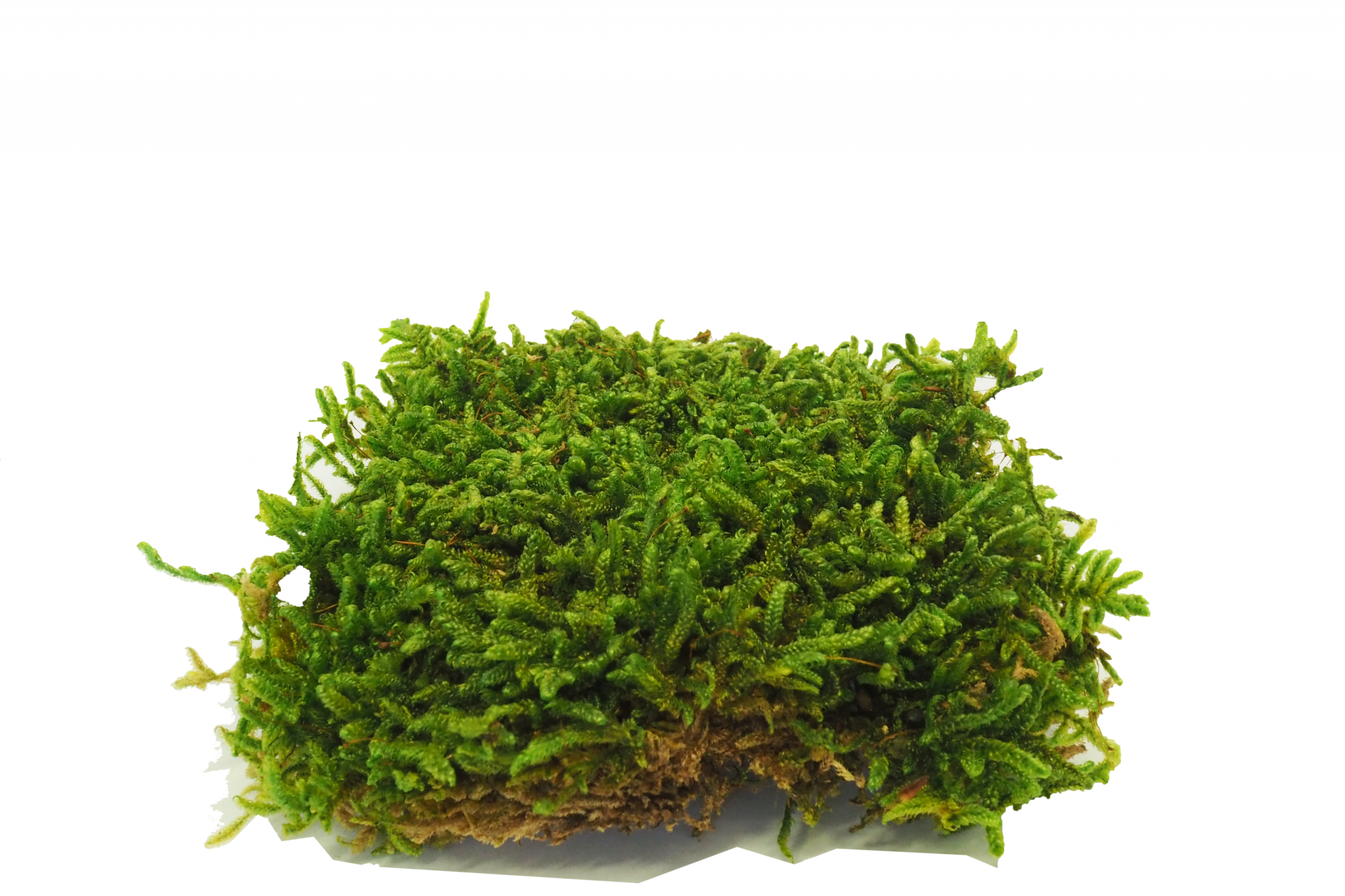 Nature's Canvas: The Colourful World of Moss Walls